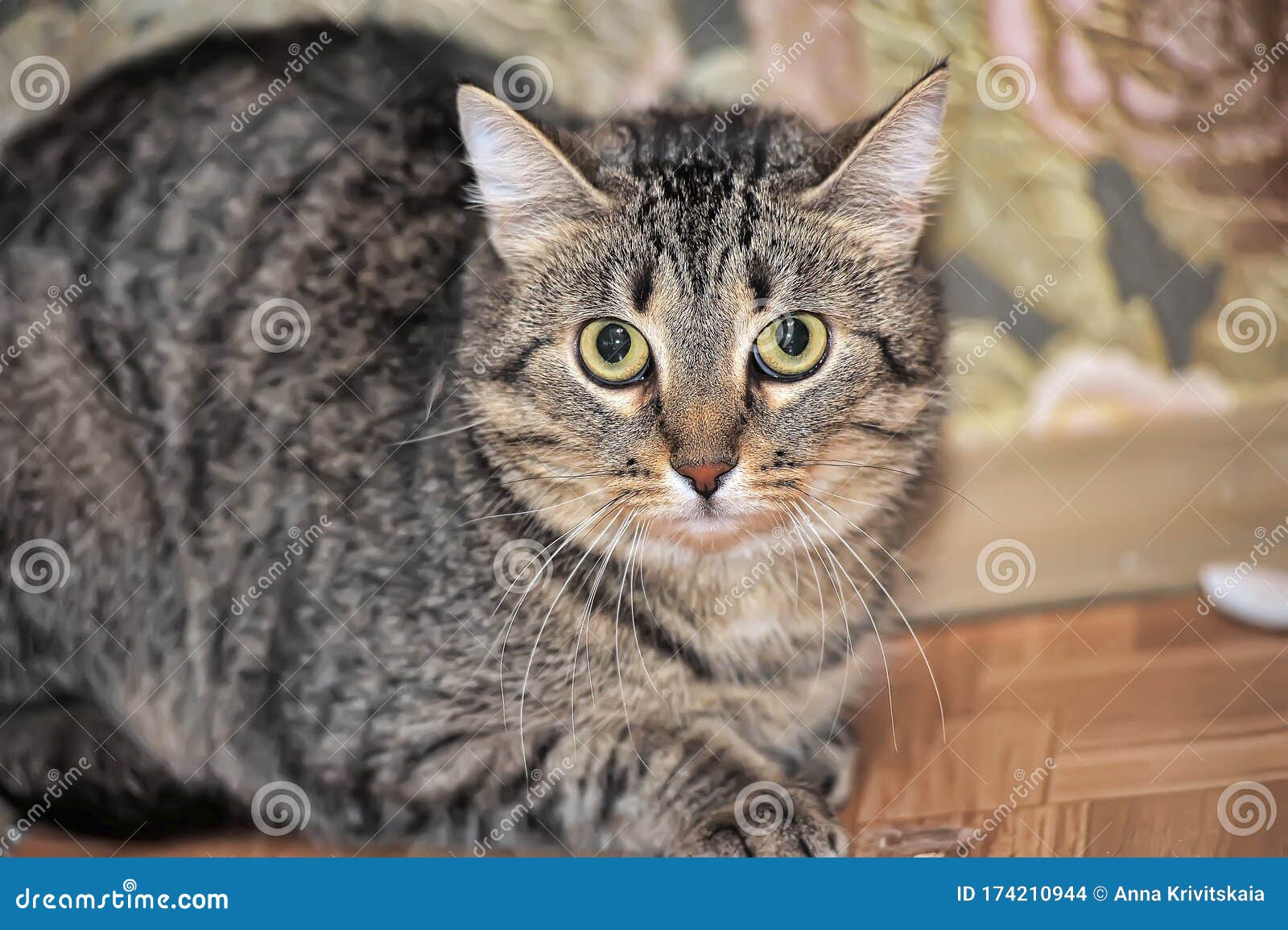 Cat with a Scared Tense Look Stock Photo - Image of feline, grouchy ...