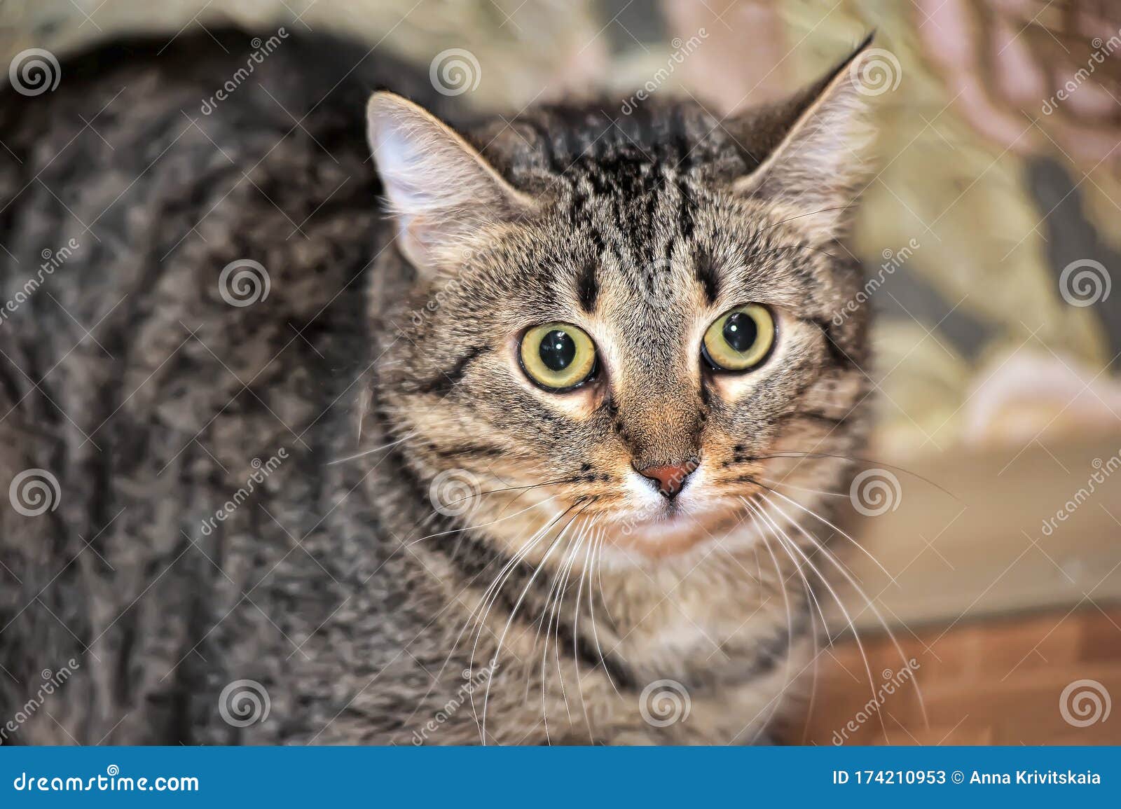 Cat with a Scared Tense Look Stock Image - Image of grouchy, look ...