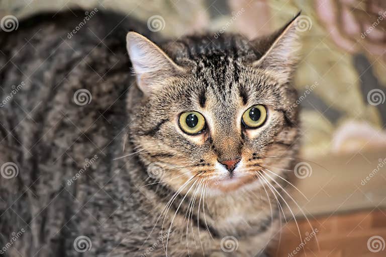 Cat with a Scared Tense Look Stock Image - Image of grouchy, look ...