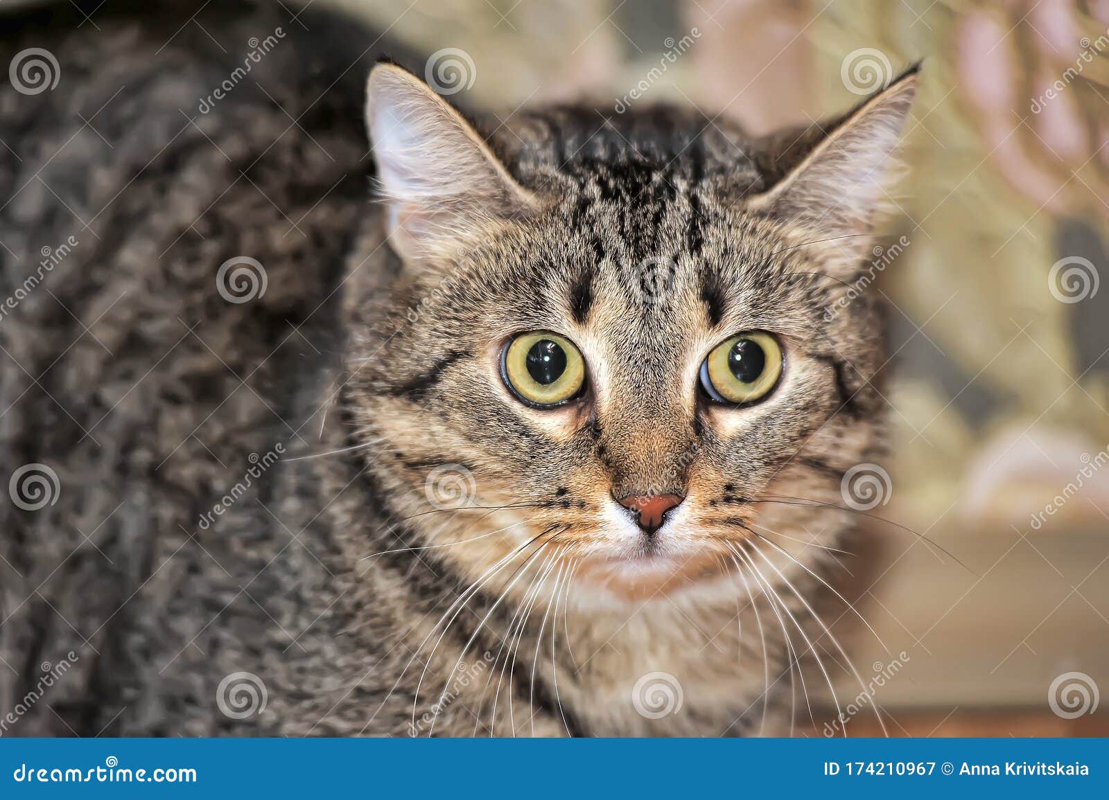 Cat with a Scared Tense Look Stock Image - Image of apprehensive ...
