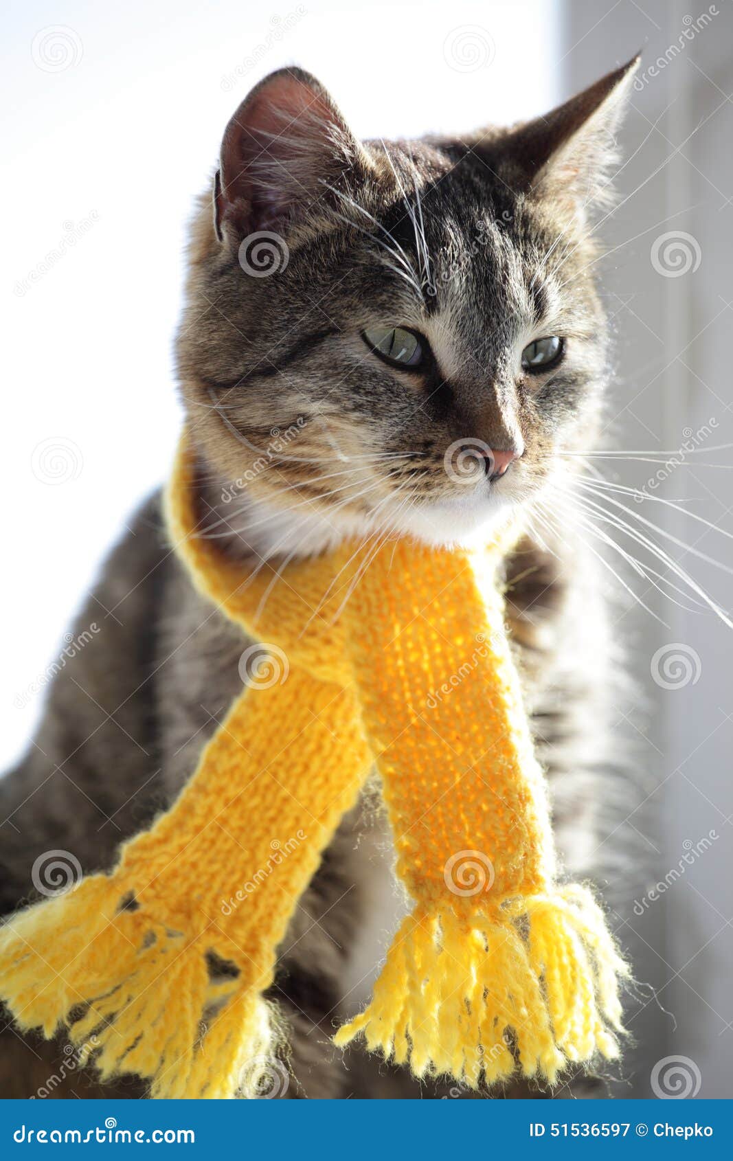Cat with scarf stock image. Image of close, beautiful - 51536597