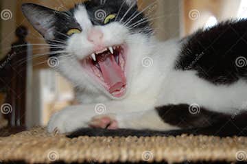 Cat with scary face stock image. Image of funny, sharp - 1438273