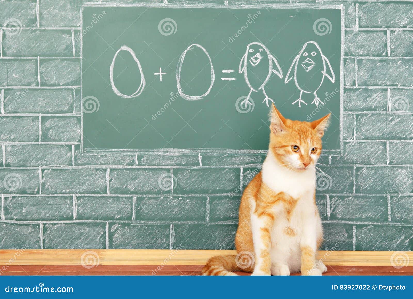 Cat school stock photo. Image of clever, education, brainy - 83927022