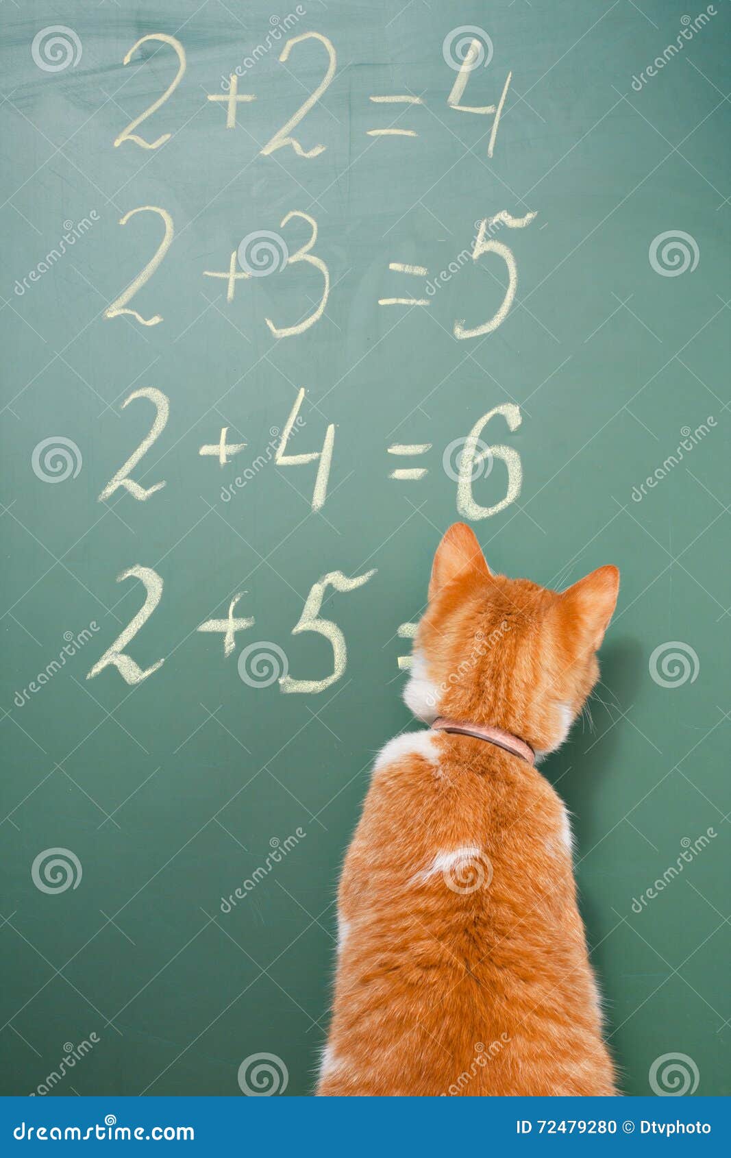 Cat school stock photo. Image of lesson, kitty, class - 72479280