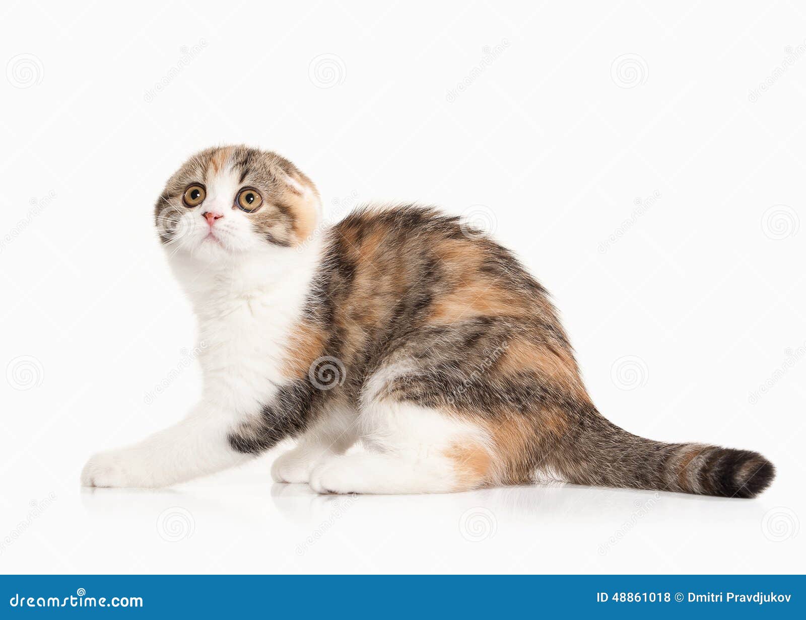 Cat. Scottish Highland Kitten with White on White Background Stock ...
