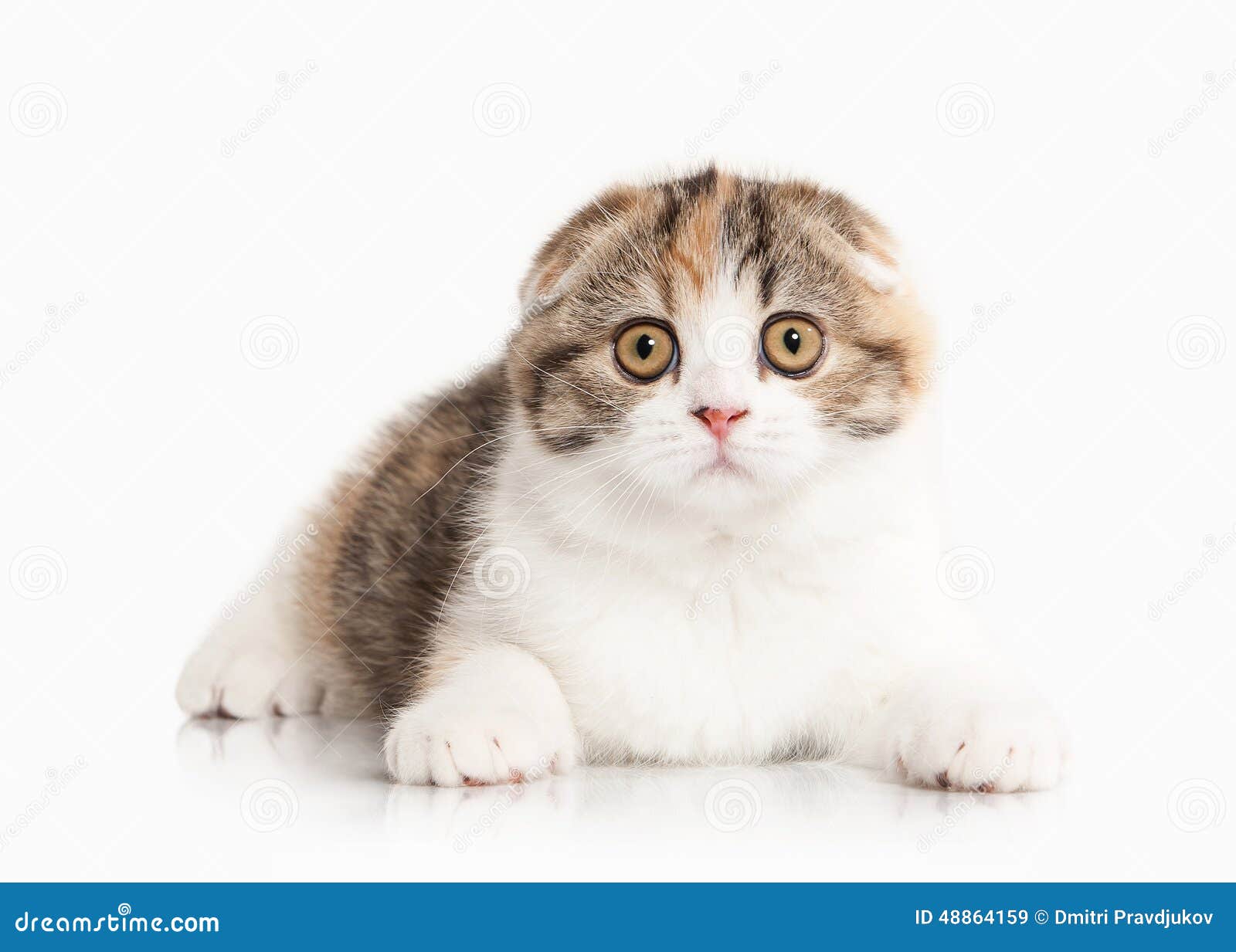 Cat. Scottish Highland Kitten with White on White Background Stock ...
