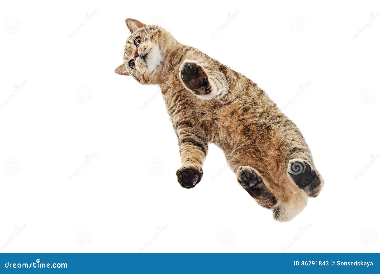 Cat Scottish Straight, from Below View Stock Image - Image of frisky ...