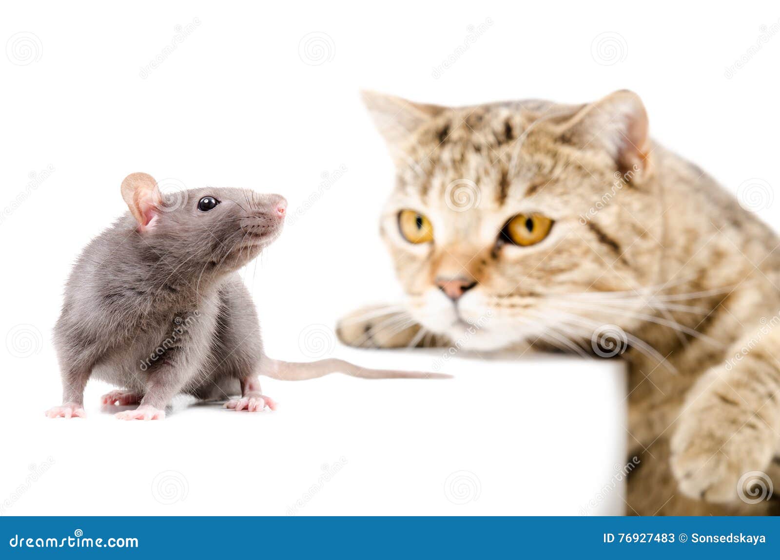 Cat Scottish Straight Hunts Rat Stock Image - Image of animal, cute ...