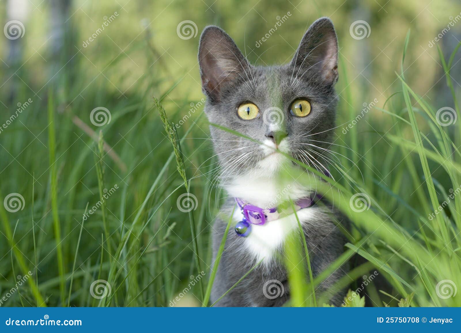 Cat scouting stock photo. Image of field, british, tabby - 25750708
