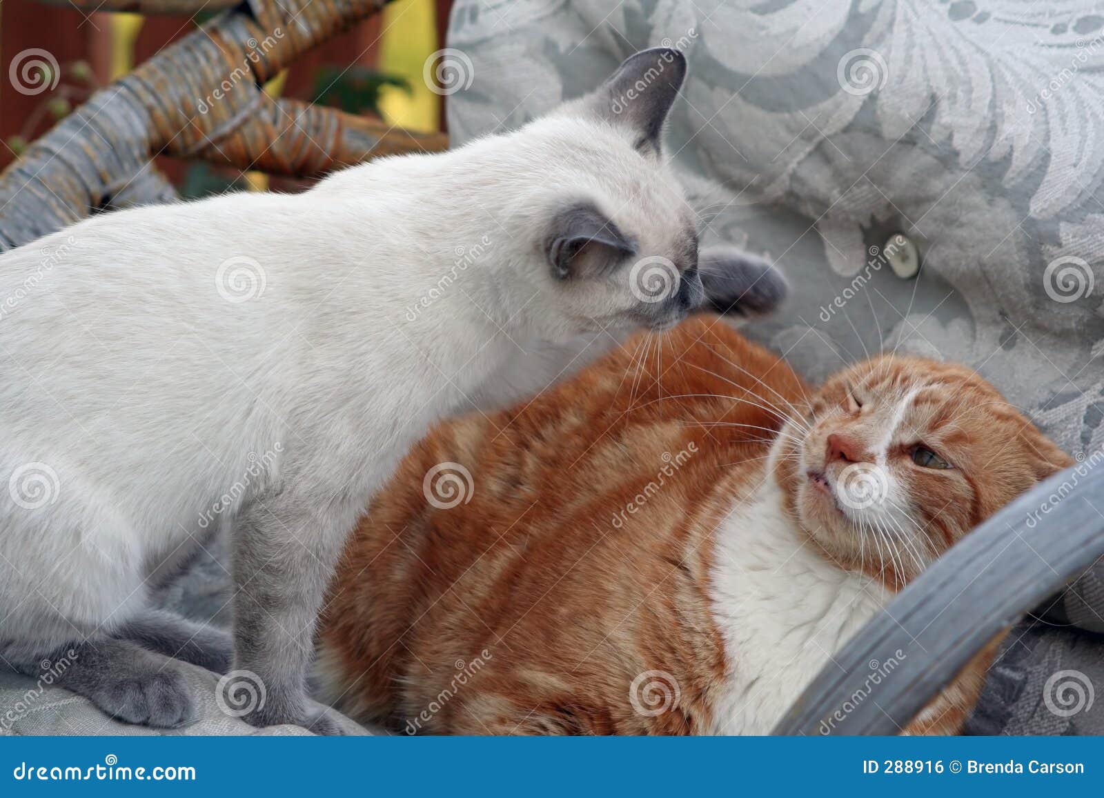 Cat Scrap stock photo. Image of kitten, cats, playfight - 288916