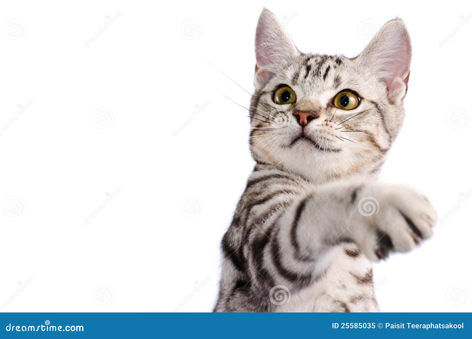 Cat scratch stock image. Image of animals, reach, purr - 25585035