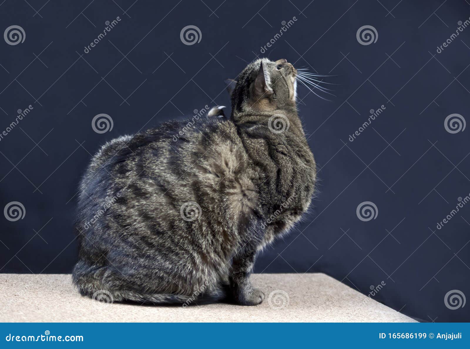 Cat Scratch Ear Isolated. Cats Fur Grooming Stock Image - Image of ...