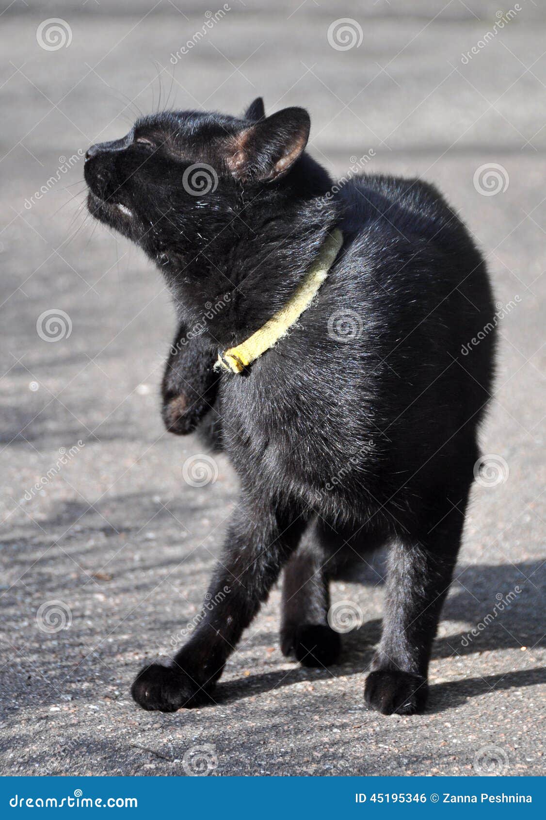 Cat scratched stock photo. Image of scratching, people - 45195346