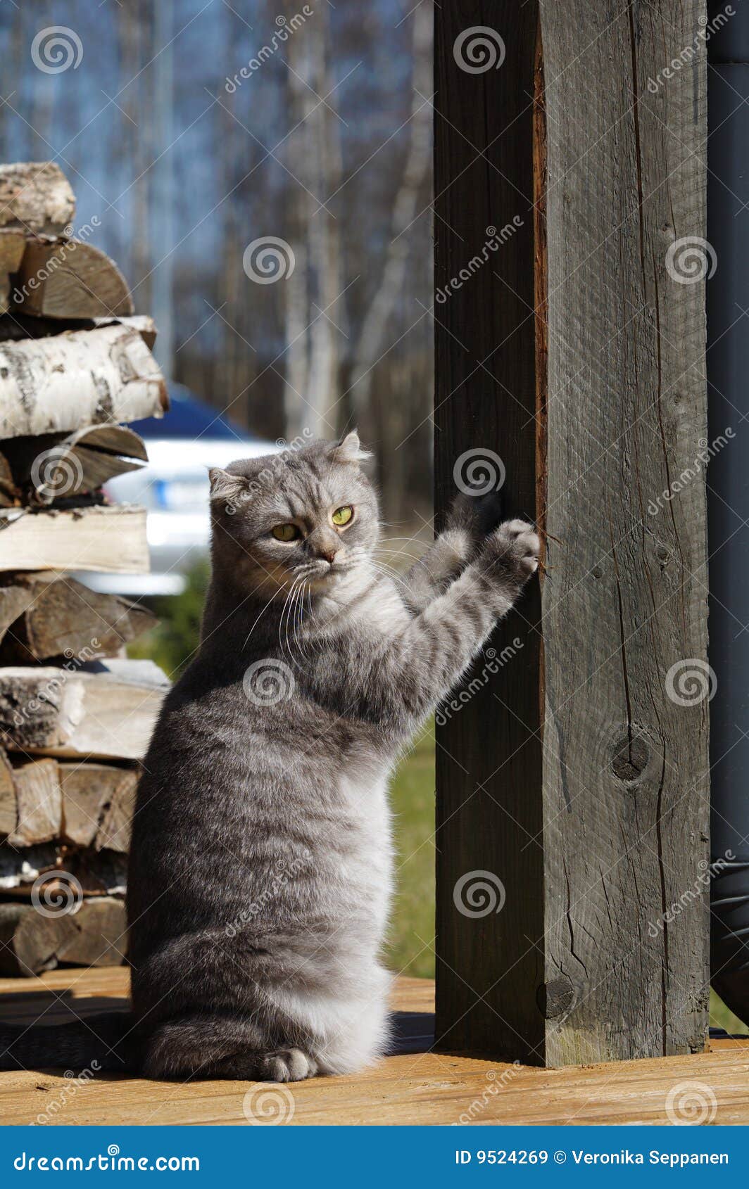 1,169 Cat Column Stock Photos - Free & Royalty-Free Stock Photos from ...