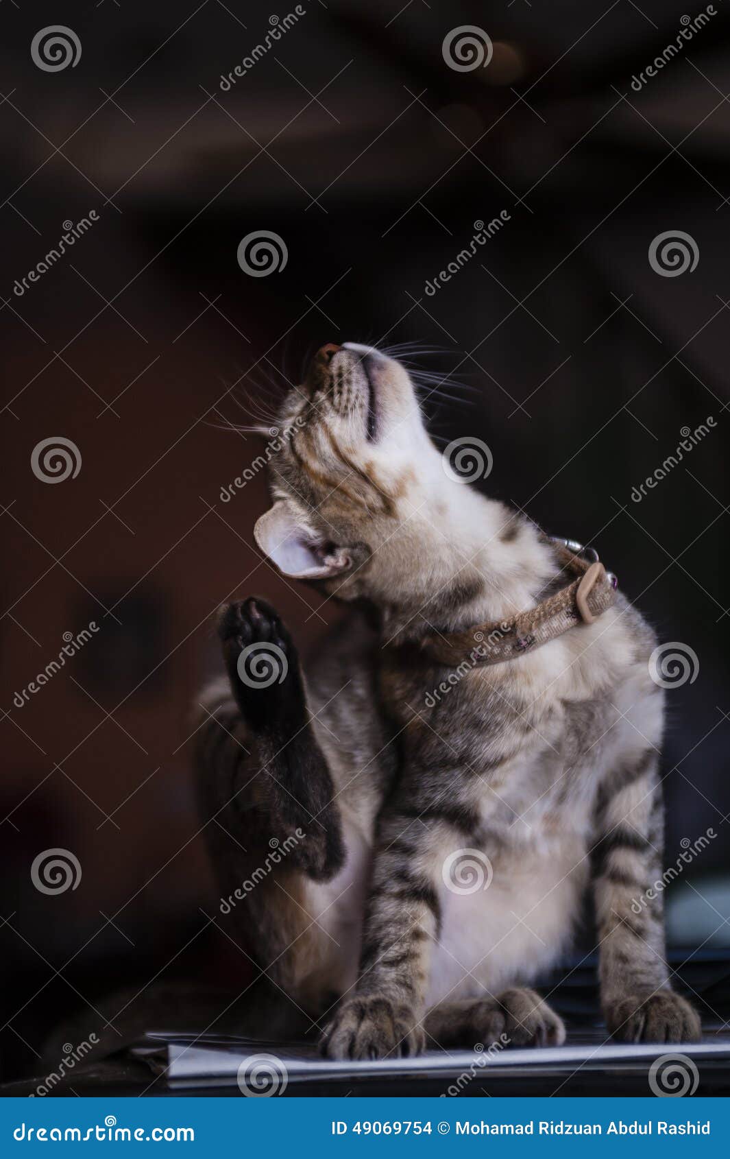 Cat Scratching on Dining Table Stock Photo - Image of sitting, furry ...