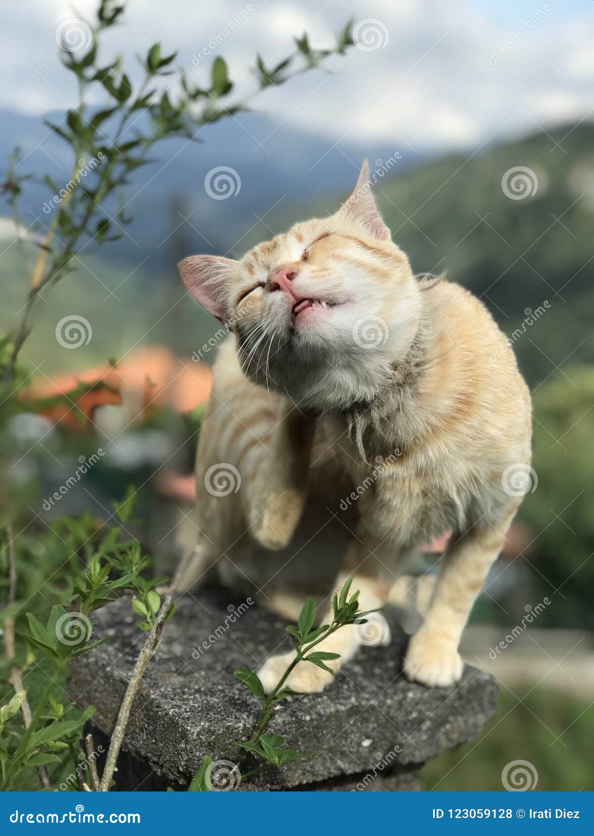 Scrach Cat Stock Photos - Free & Royalty-Free Stock Photos from Dreamstime