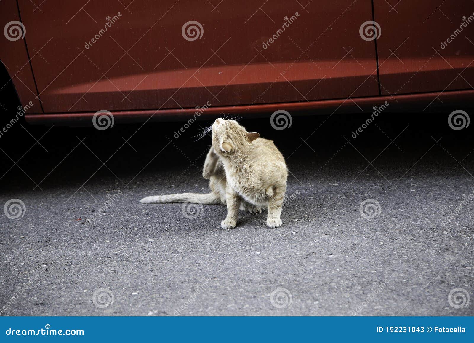 Cat scratching fleas stock image. Image of bite, furry - 192231043