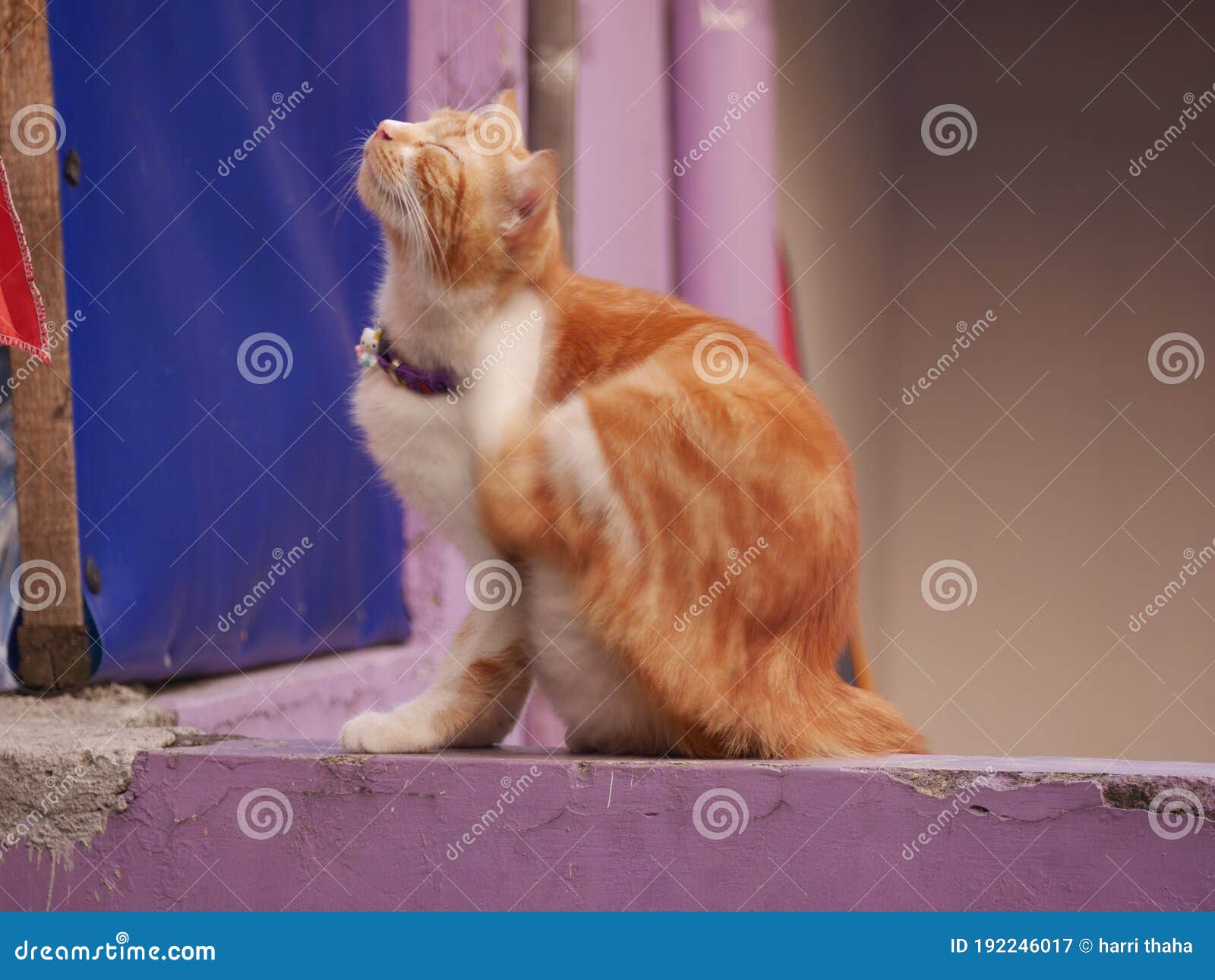 Cat Scratching Head on a Wall Stock Image - Image of blue, outdoors ...