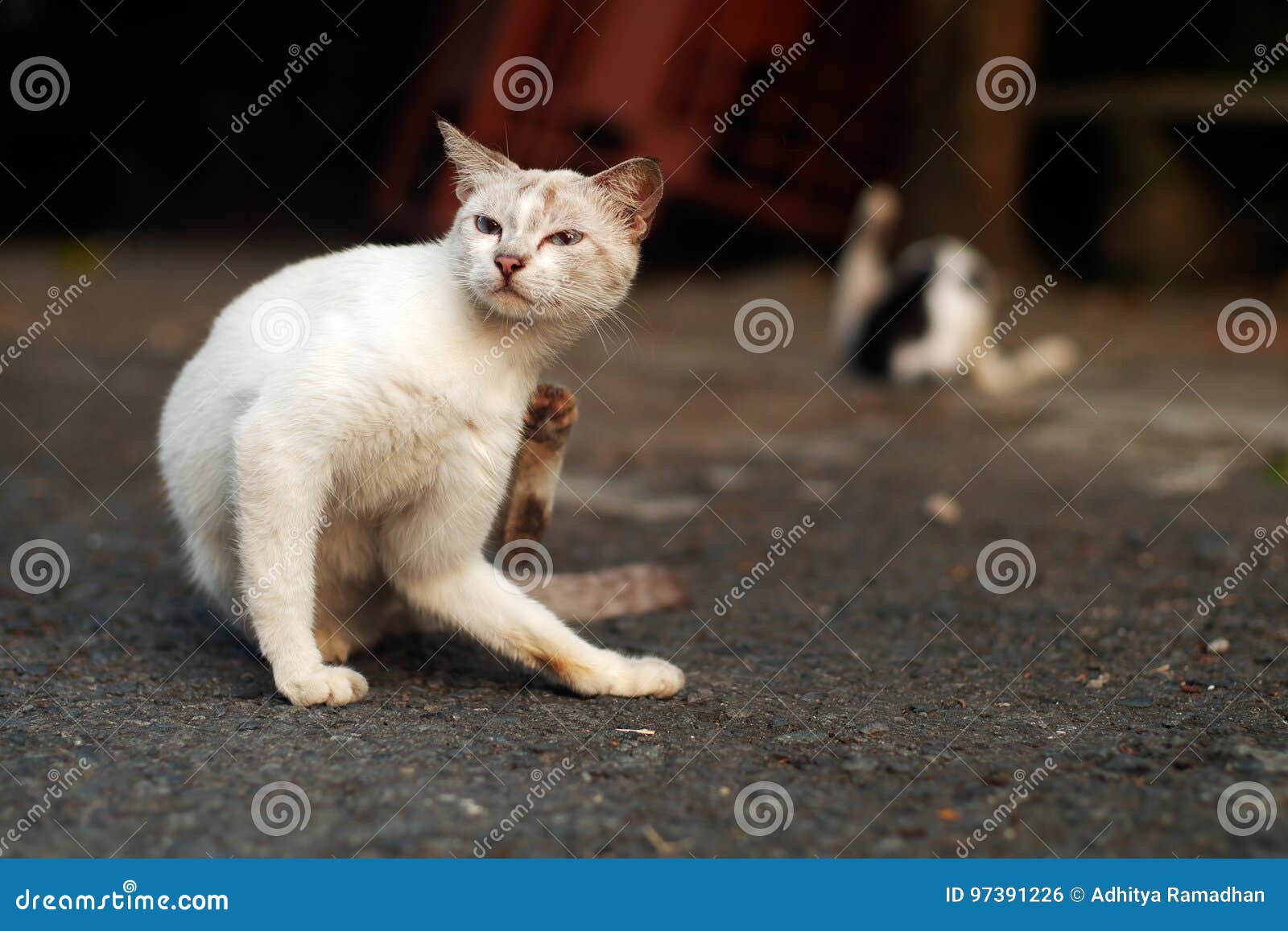 Cat Scratching Herself Stock Photos - Free & Royalty-Free Stock Photos ...