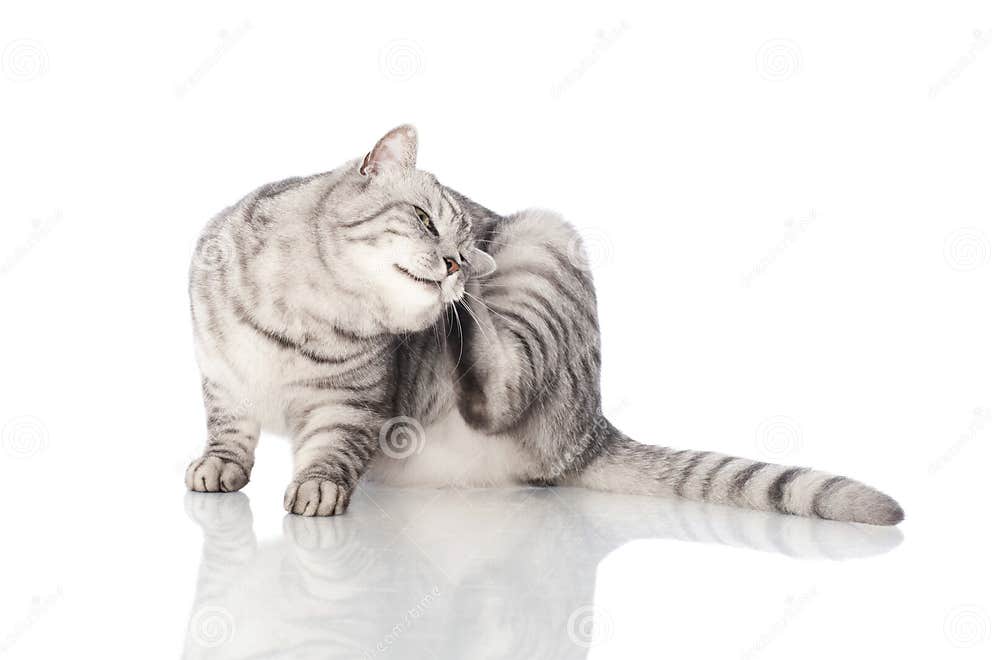 Cat scratching stock photo. Image of grey, vertebrate - 30325174