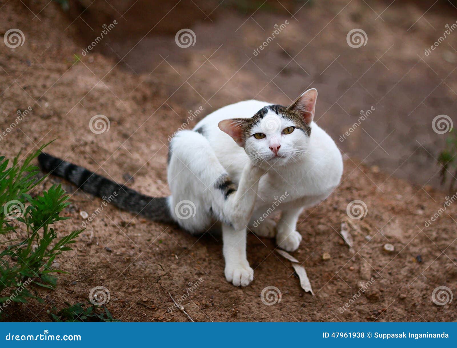 The beautiful cat stock photo. Image of floor, white - 47961938