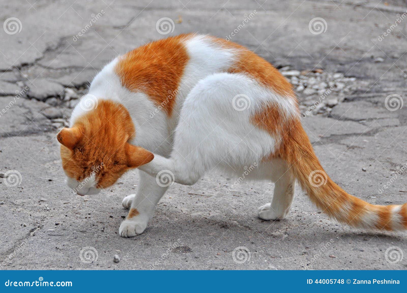 Cat scratching stock photo. Image of muzzle, flea, itchy - 44005748
