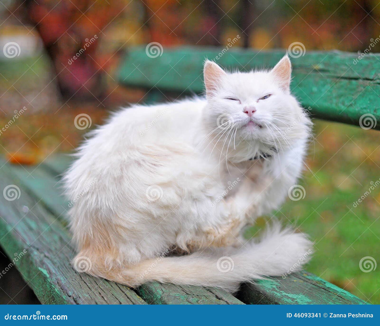 Cat scratching a paw stock image. Image of sick, doctor - 46093341