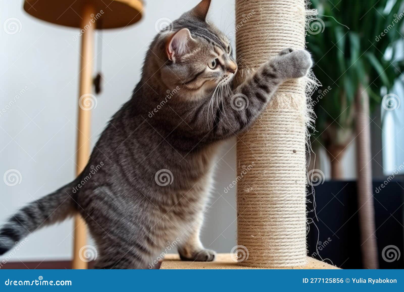 Set Cat Scratching Post, Hands With Animals Footprint, Shit, No Shit ...
