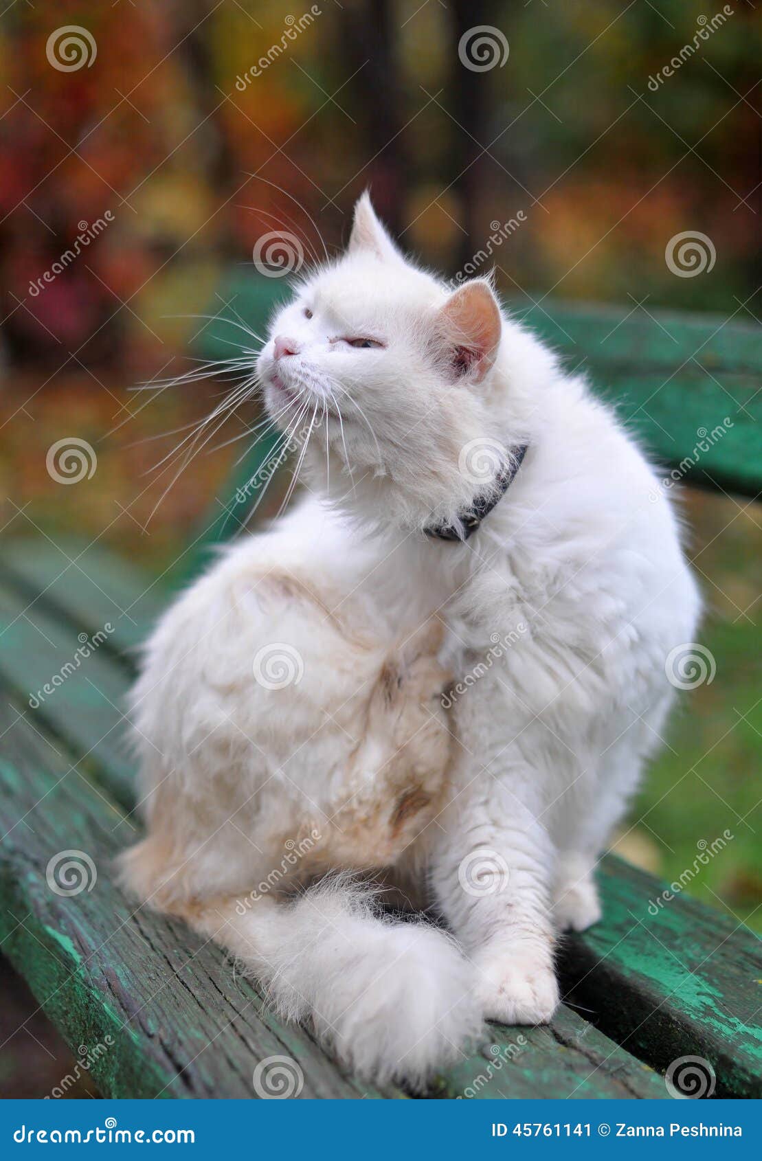 Cat scratching stock image. Image of veterinarian, animal - 45761141