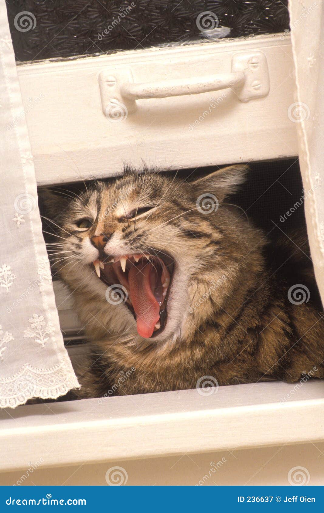 Cat Scream stock image. Image of black, white, brown, lace - 236637