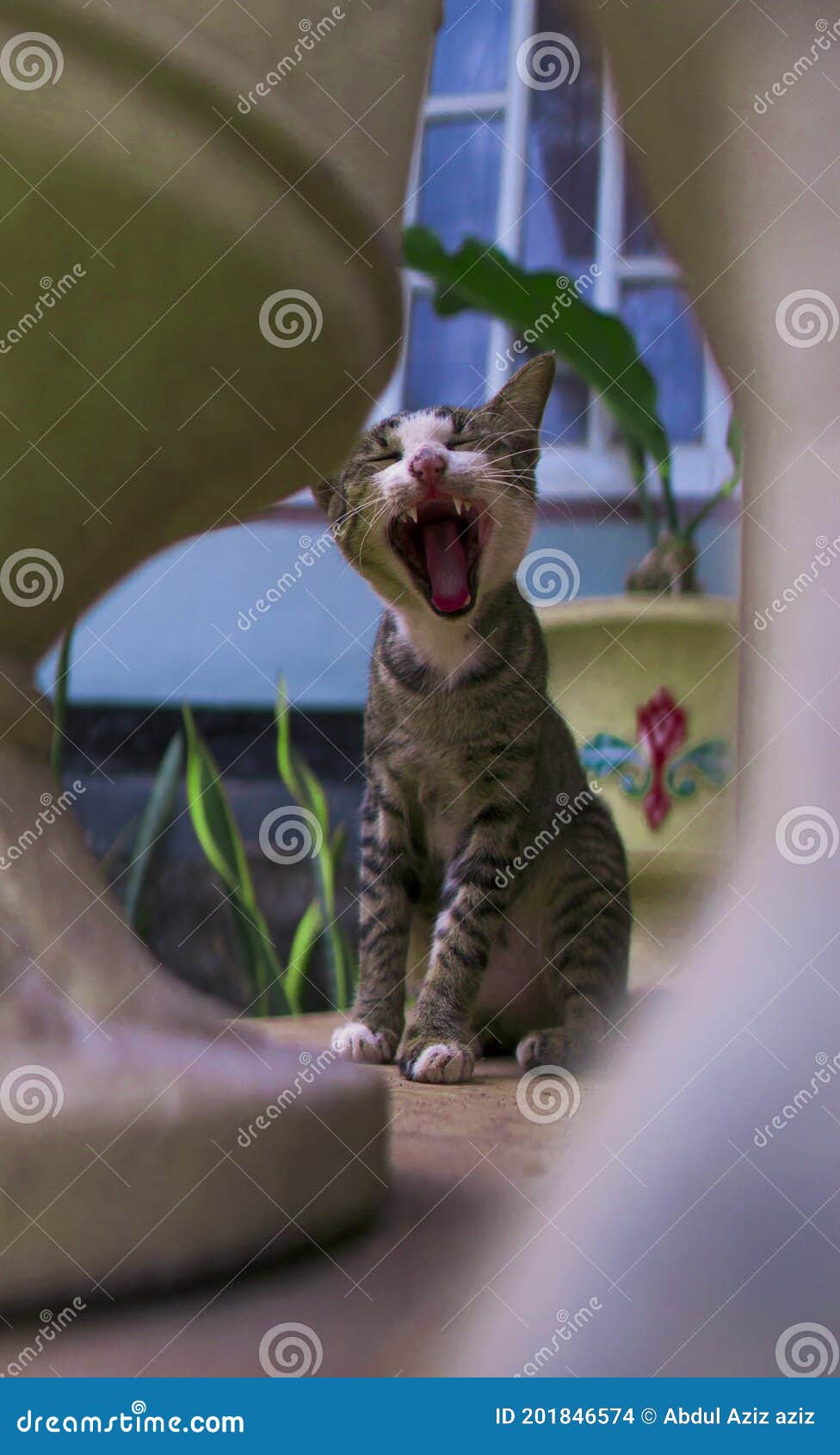 Cat screamed cat stock photo. Image of kitten, plant - 201846574