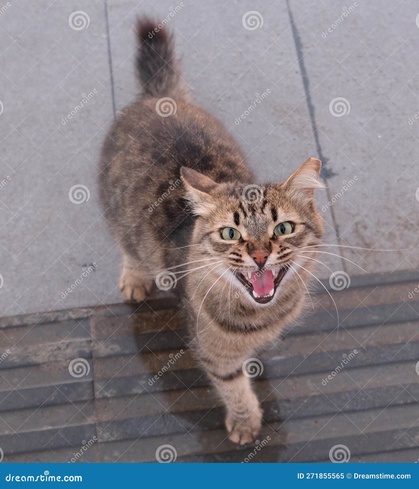 Cat screaming on camera stock image. Image of outdoor - 271855565
