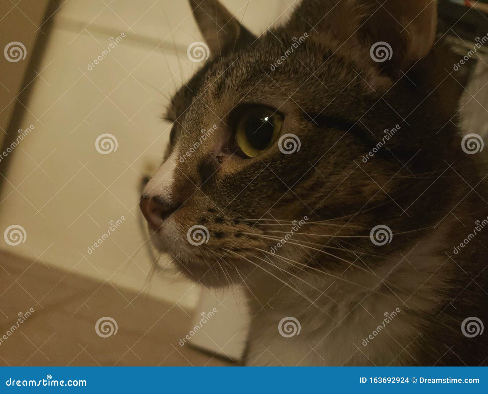 Cat searching for a mouse. stock photo. Image of warm - 163692924