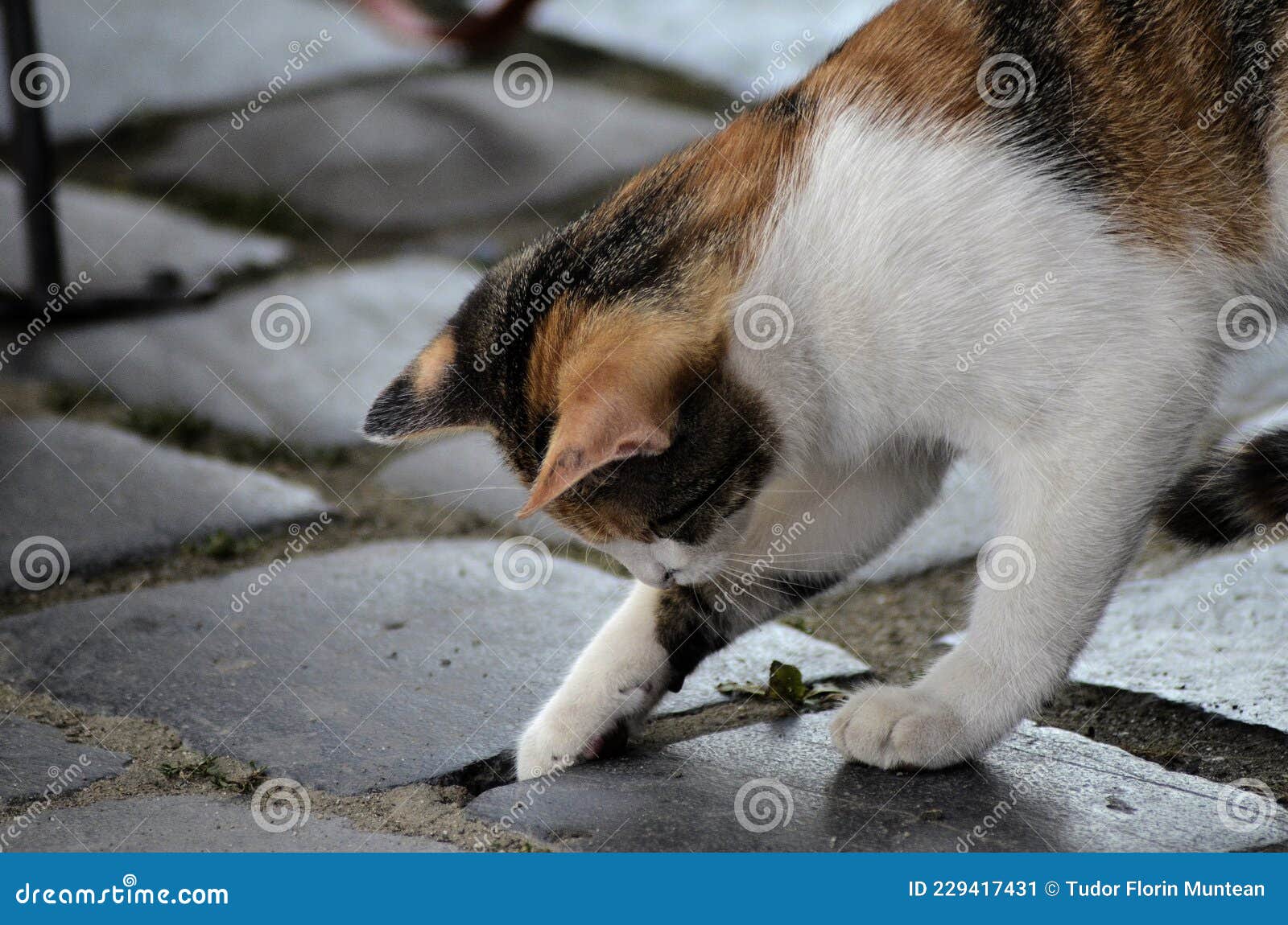 Cat searching sommething stock image. Image of animal - 229417431