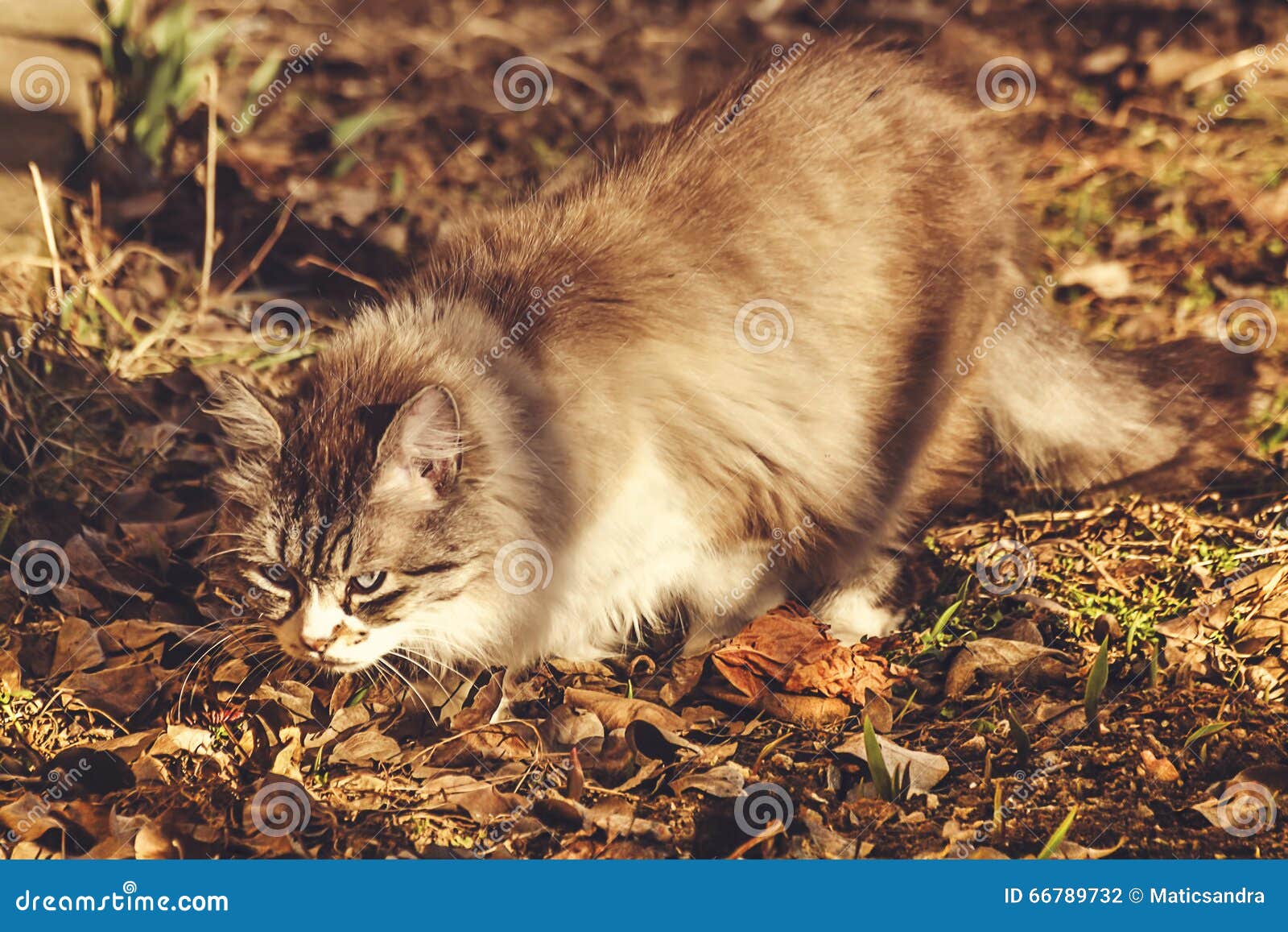 Domestic Cat Stalking On The Grass Stock Image | CartoonDealer.com ...