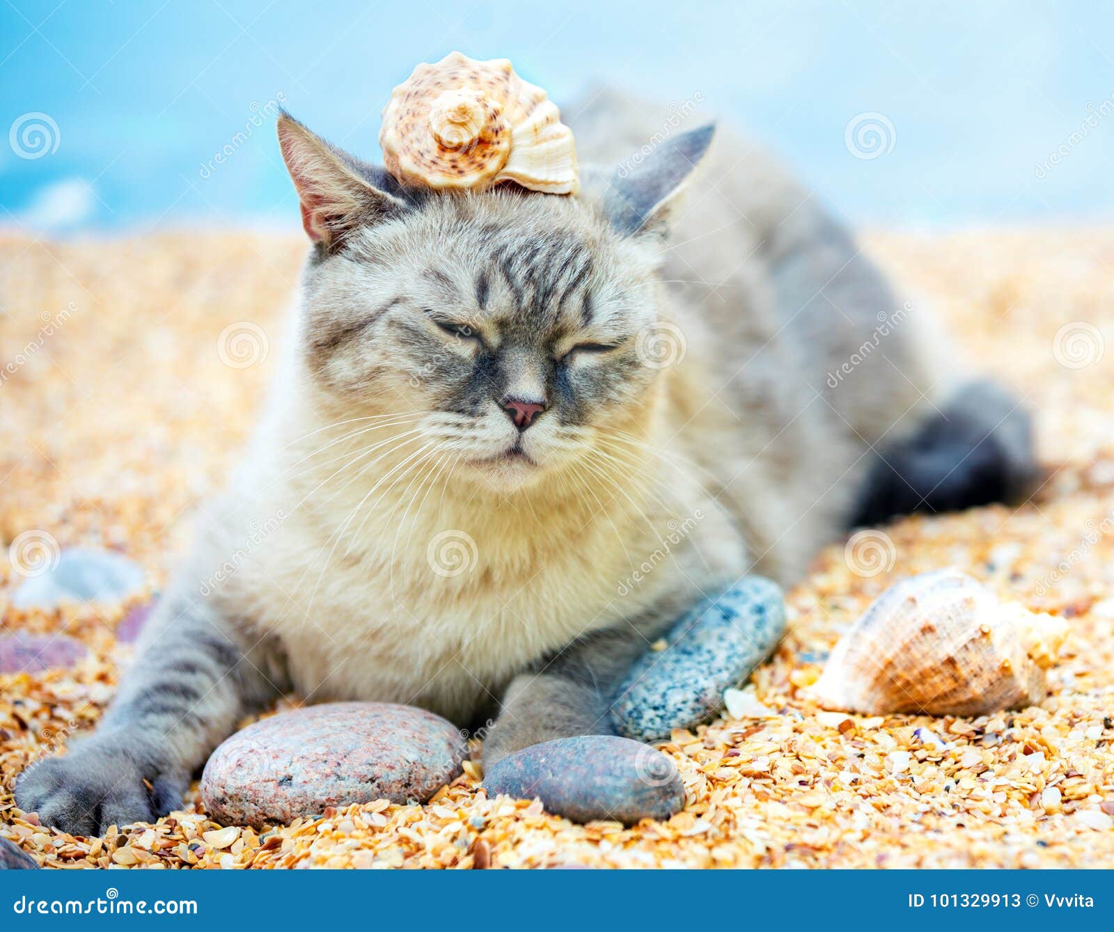 Cat with a Seashell on the Head Stock Image - Image of kitty ...