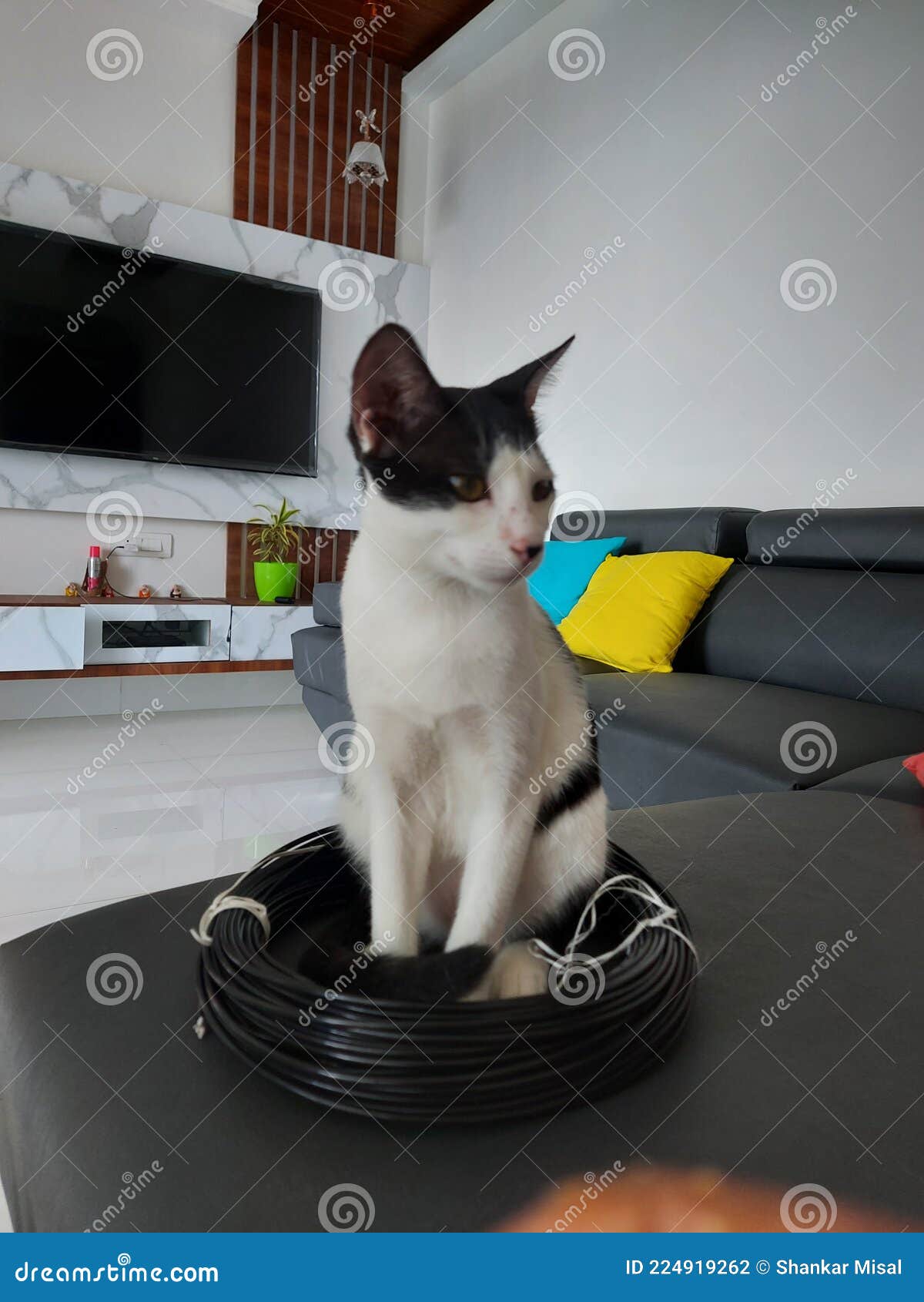Cat Seating on the Inside Wire Stock Photo - Image of room, whiskers ...