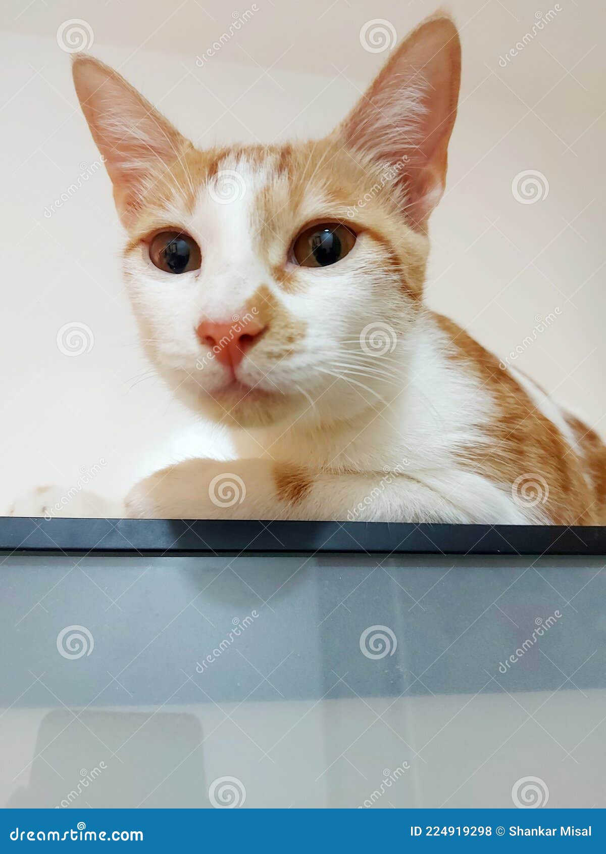 Cat seating on the top stock photo. Image of mammal - 224919298
