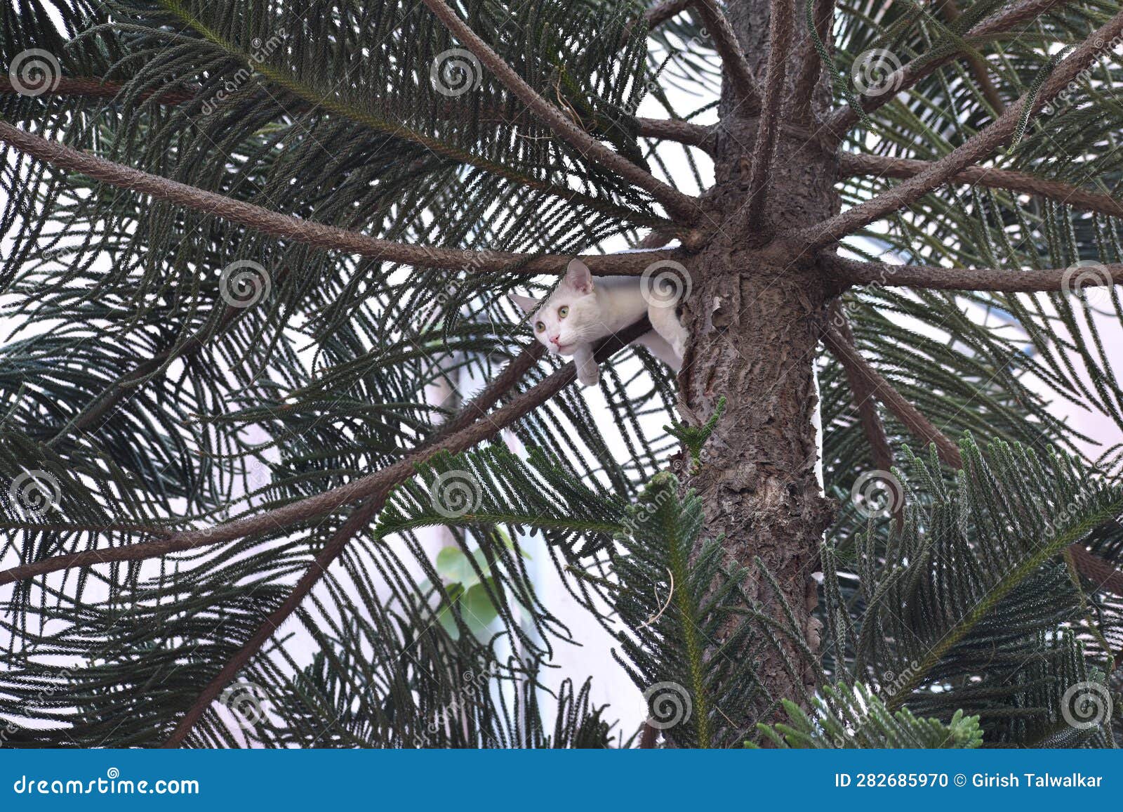 A Cat Seating on the Tree Animals Stock Photo - Image of flower ...