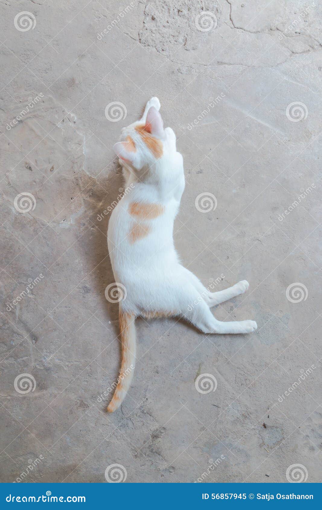 Cat See in Front of Top View Stock Image - Image of front, kitten: 56857945