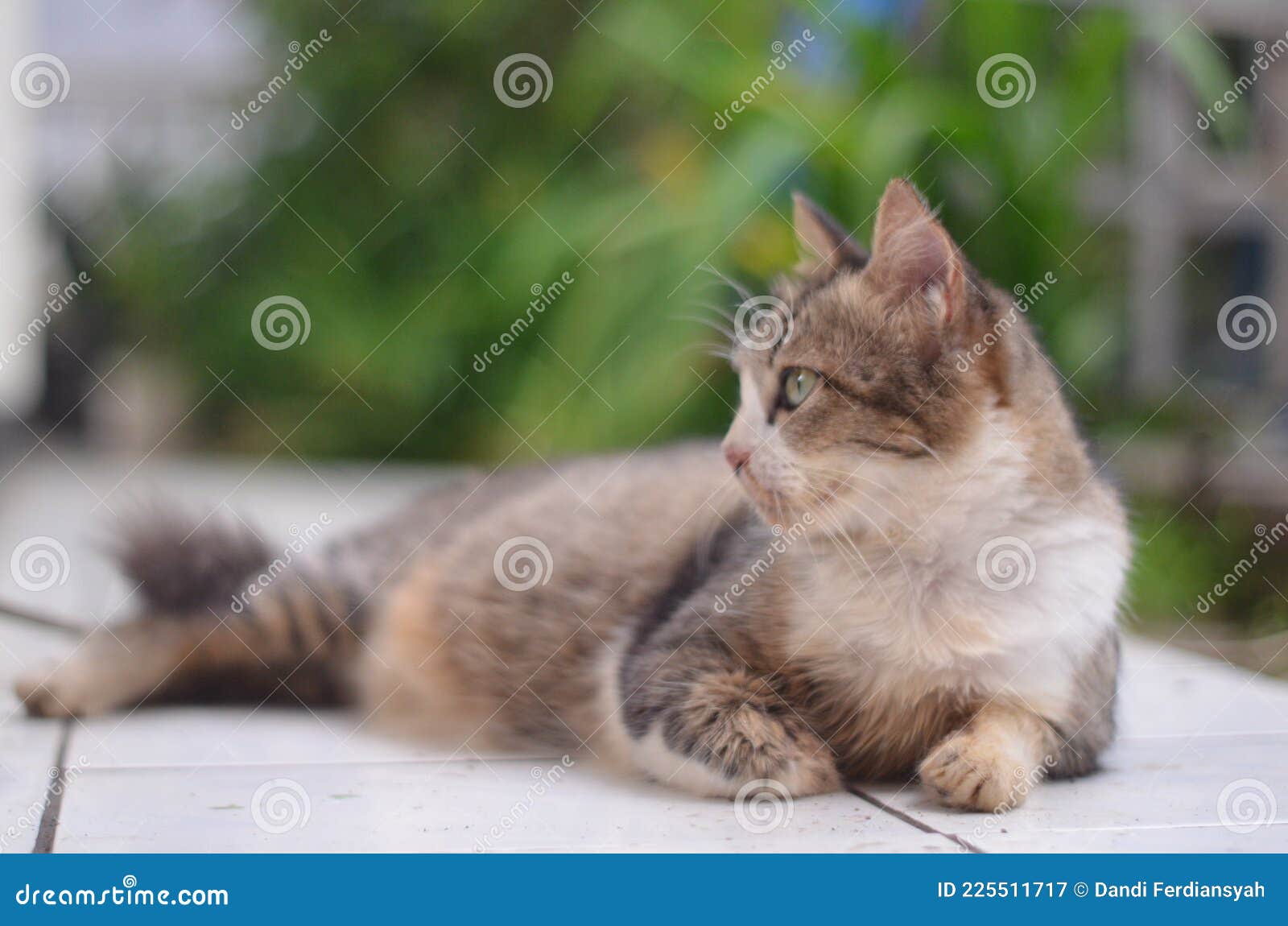 Cat see mouse stock image. Image of mammal, wildcat - 225511717