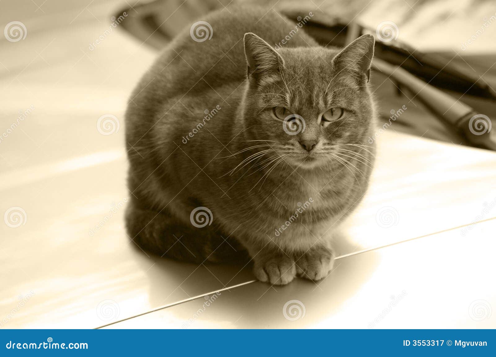 Cat in sepia stock image. Image of cute, face, bending - 3553317