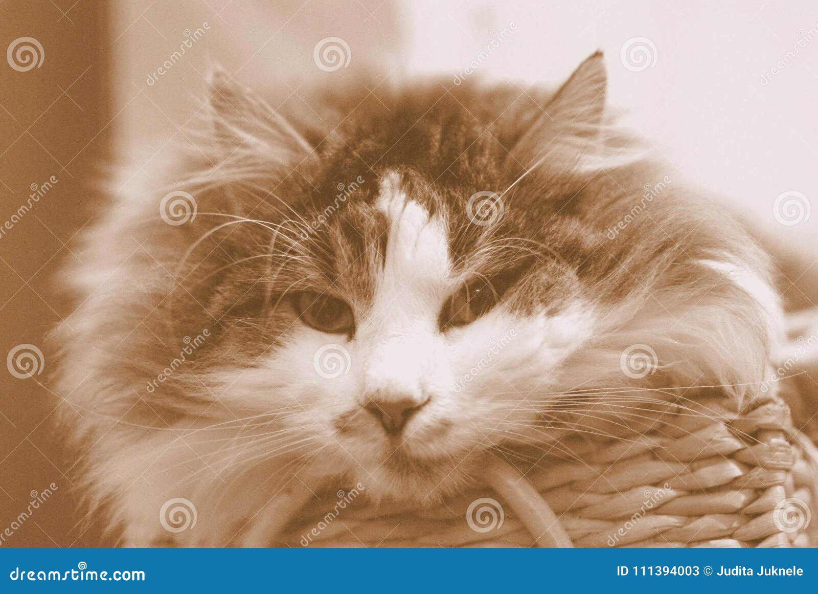 Cat in sepia stock image. Image of sepia, camera, domestic - 111394003