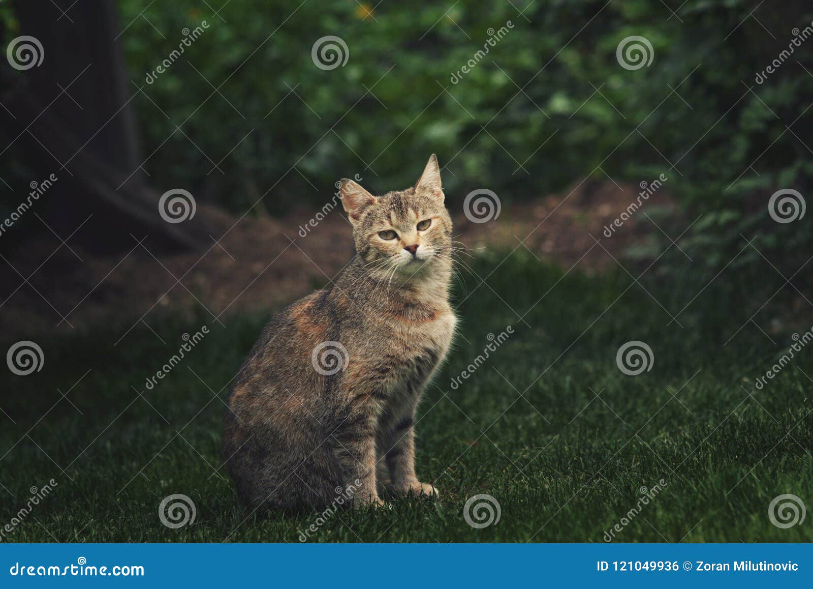 Cat with a serious face stock photo. Image of fluffy - 121049936