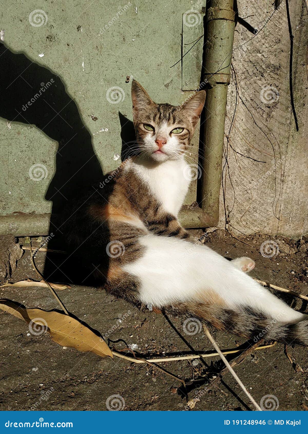 Cat Set Down Look Like a Man Style Stock Photo - Image of carnivore ...