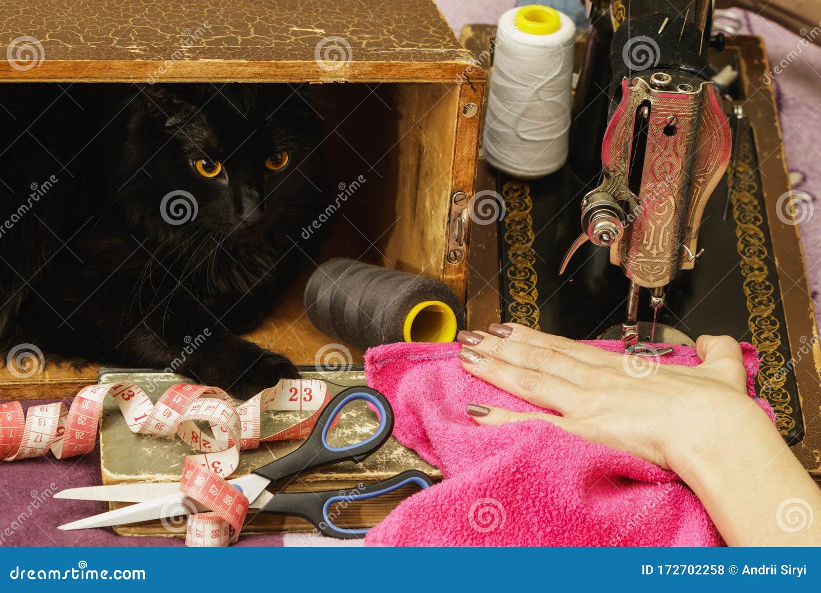 Cat and Sewing Machine at Home. Stock Photo - Image of textile ...