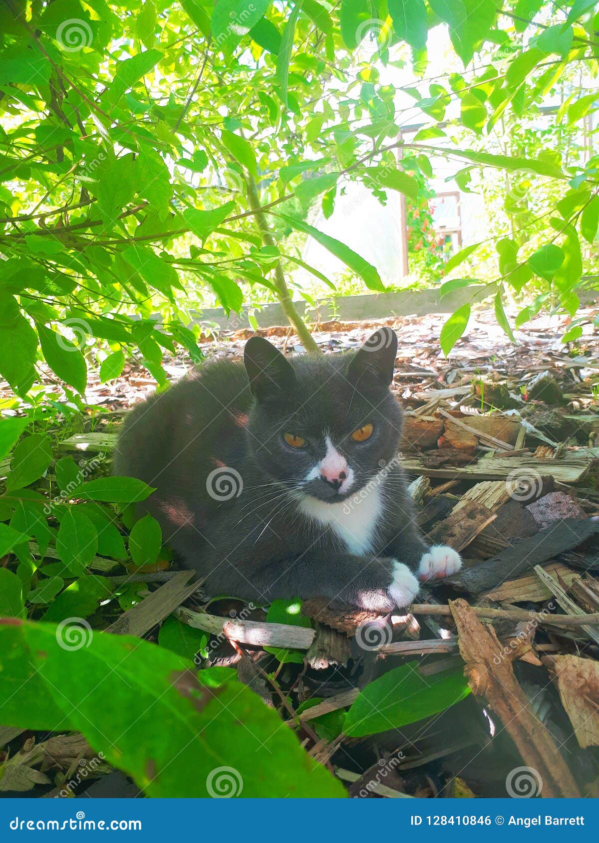 Cat in Shade stock photo. Image of shade, green, dappledlight - 128410846