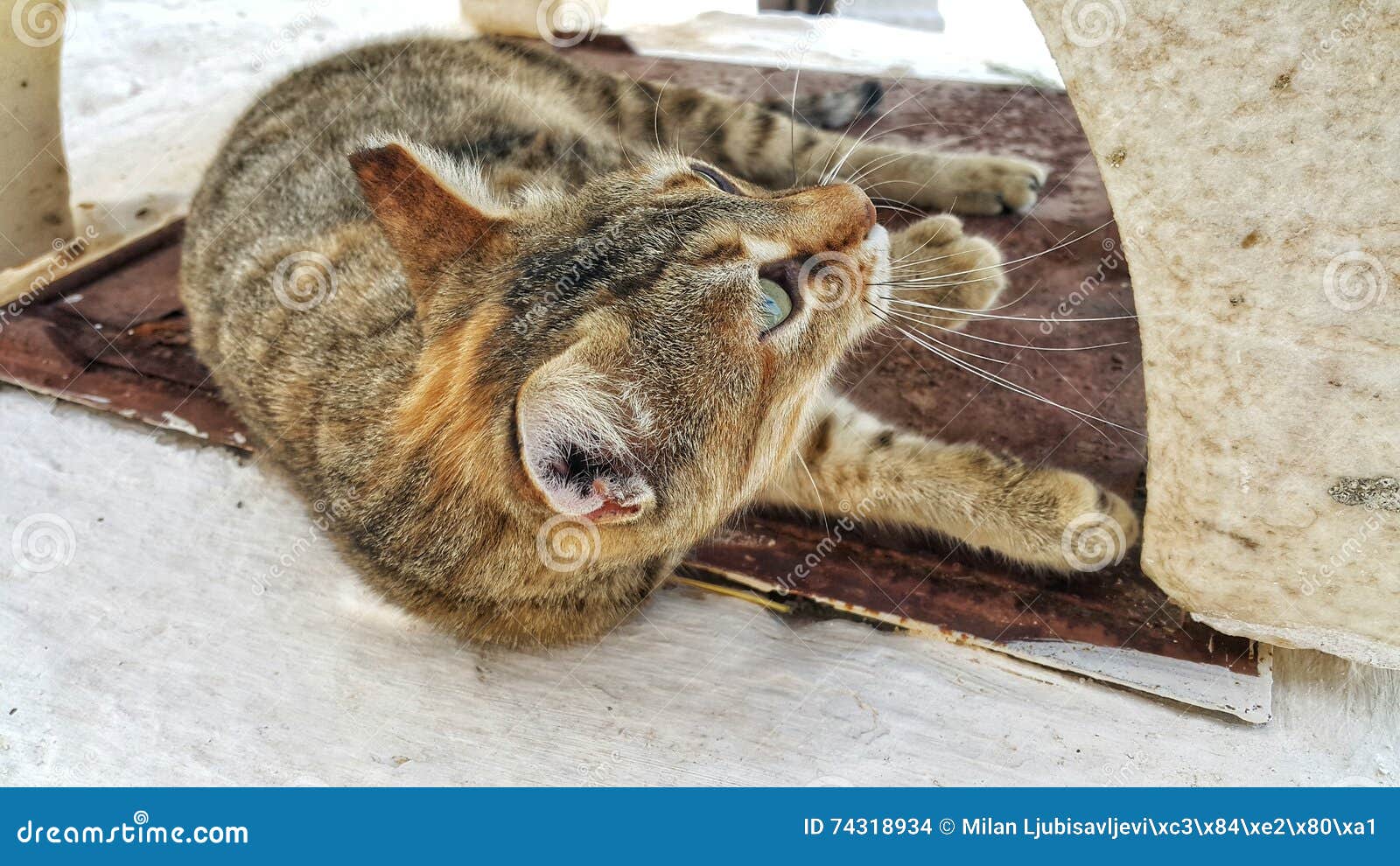 Cat in the Shade stock photo. Image of shade, animal - 74318934