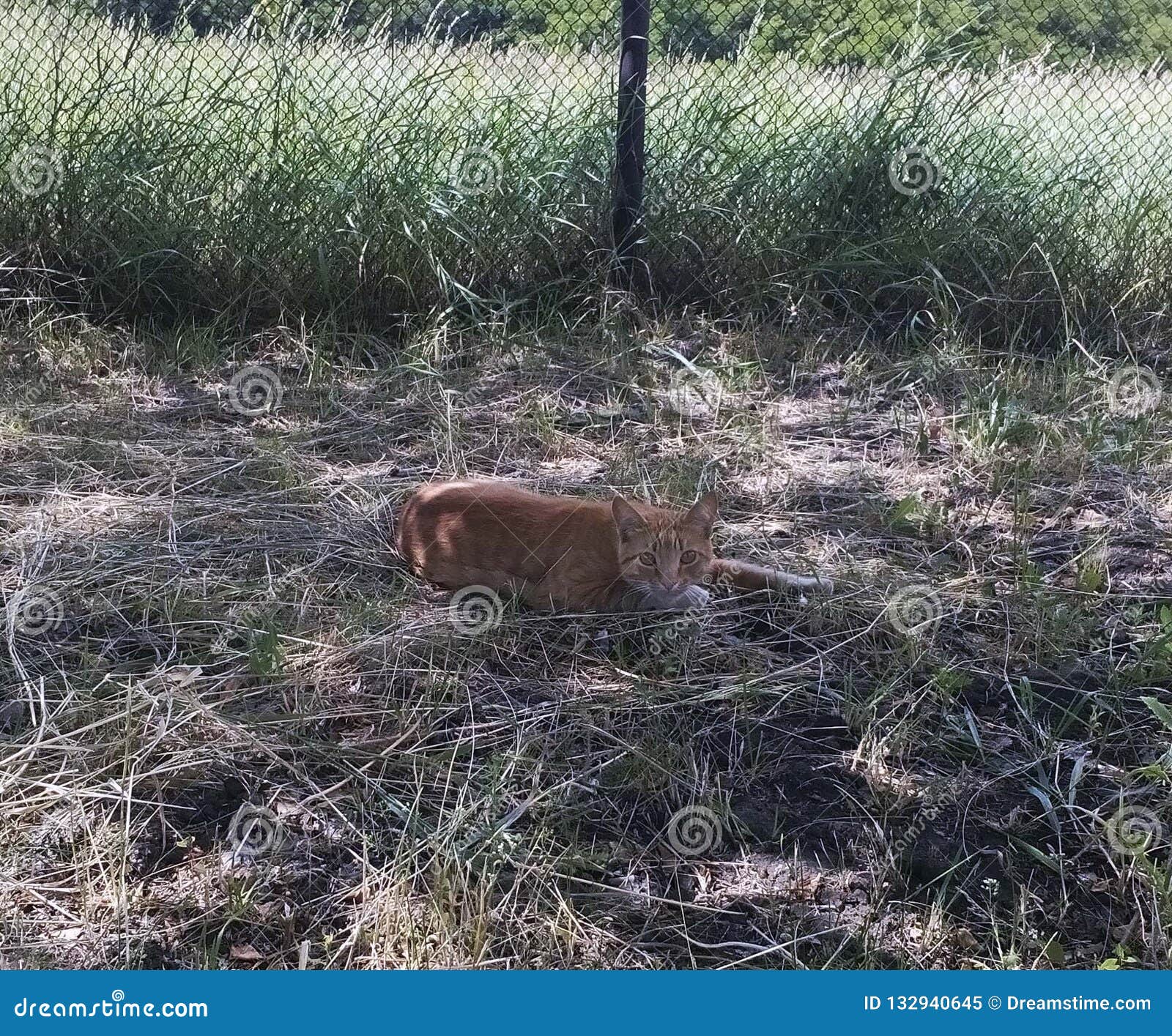 Cat in the shade stock image. Image of sunny, summer - 132940645