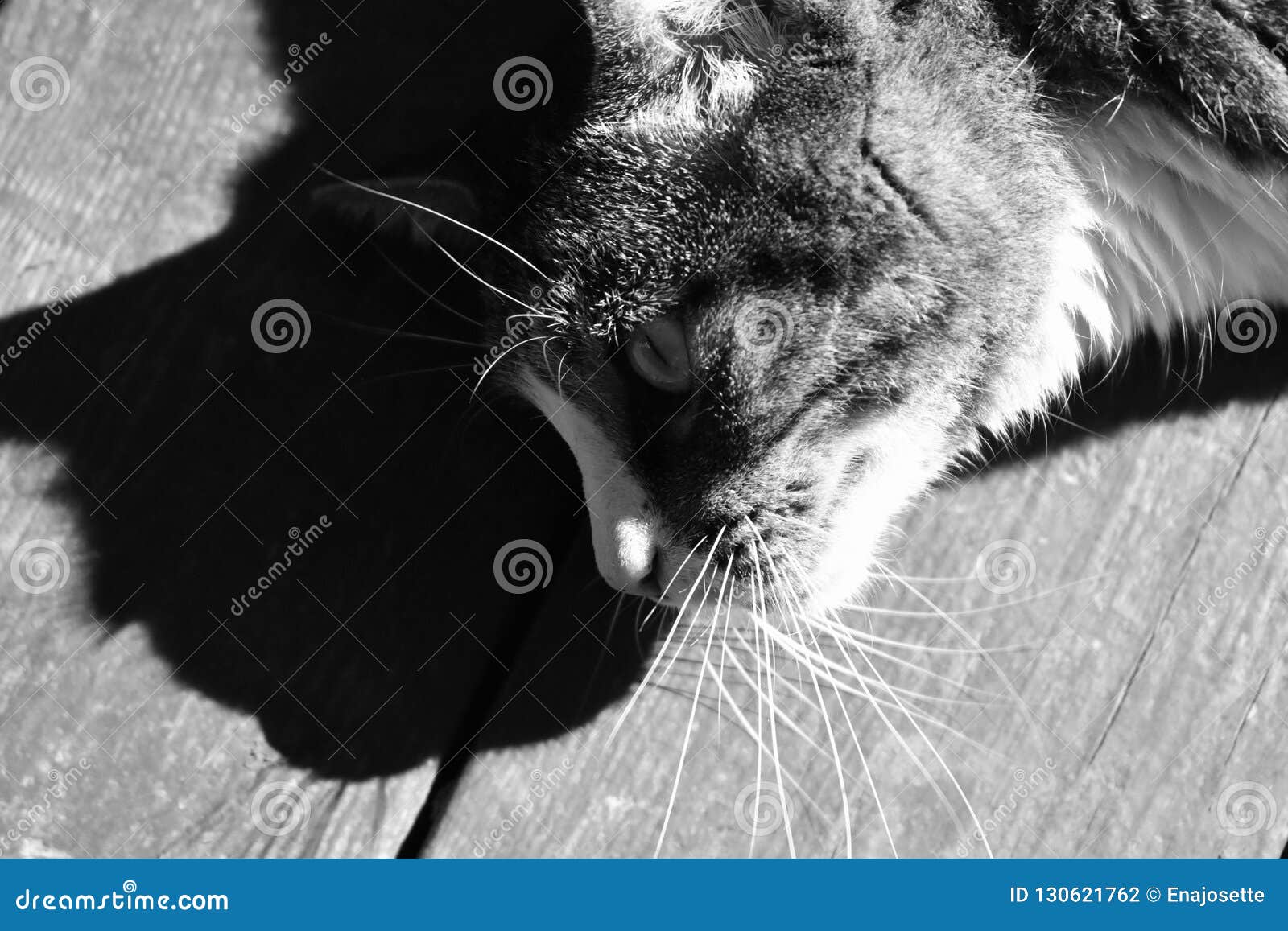Cat and shadow stock photo. Image of veternary, black - 130621762